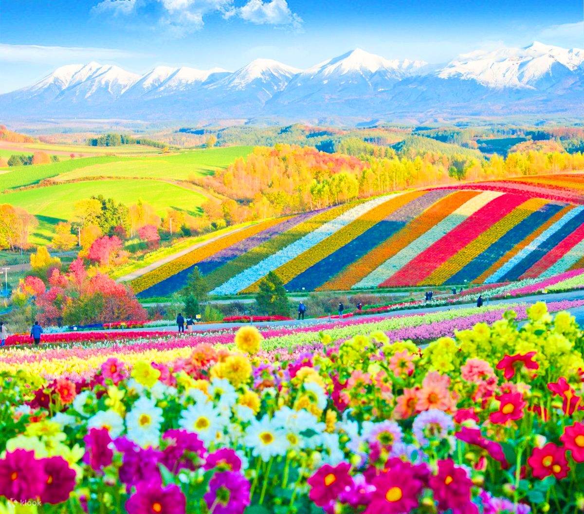 [Summer Only] One-Day Tour in Biei and Furano, Hokkaido｜Nanabishi Tree ...